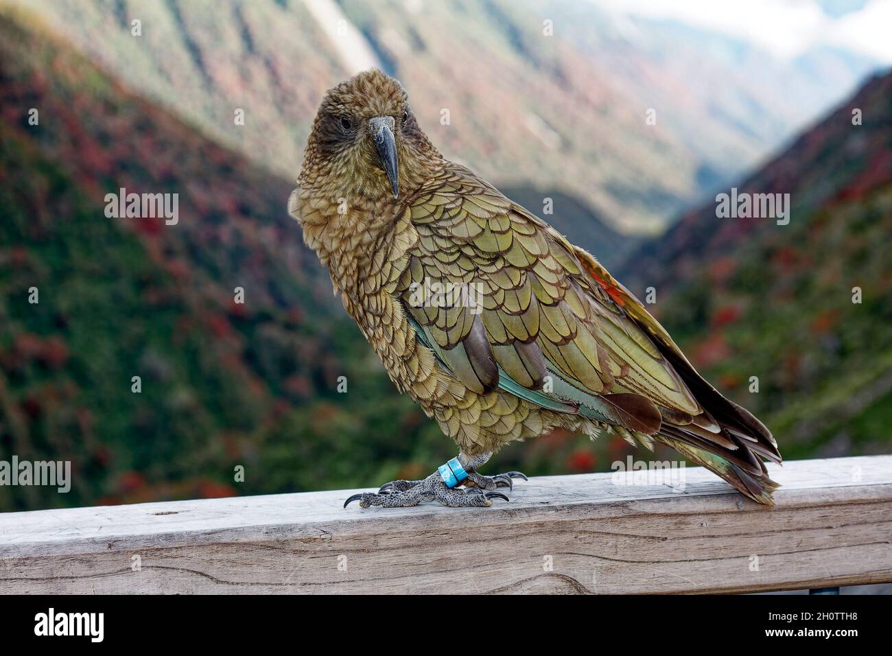 kea bird; parrot family, colorful, 2 bands; close-up; intelligent ...