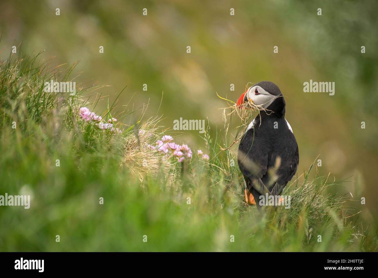 Atlantic puffin gathering nesting material hi-res stock photography and ...