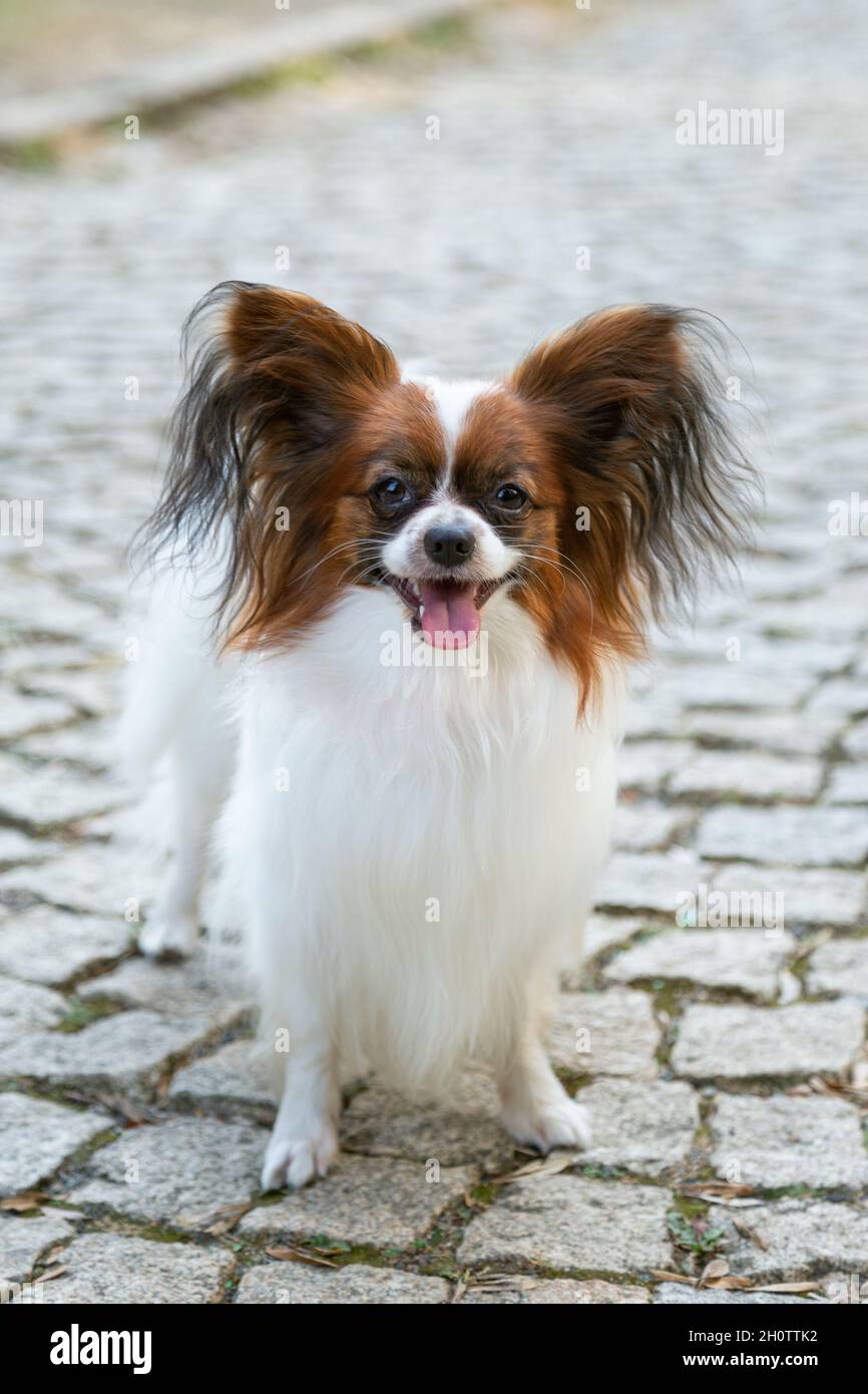 Purebred Dog Papillon portrait on public park on upstairs. Continental ...