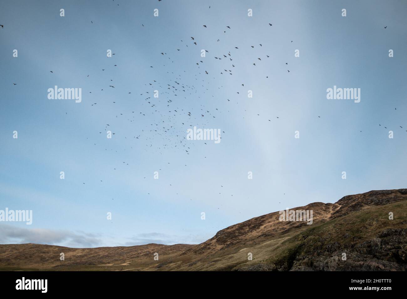 A large flock of puffins flying above the hillside of Mingulay, Outer ...