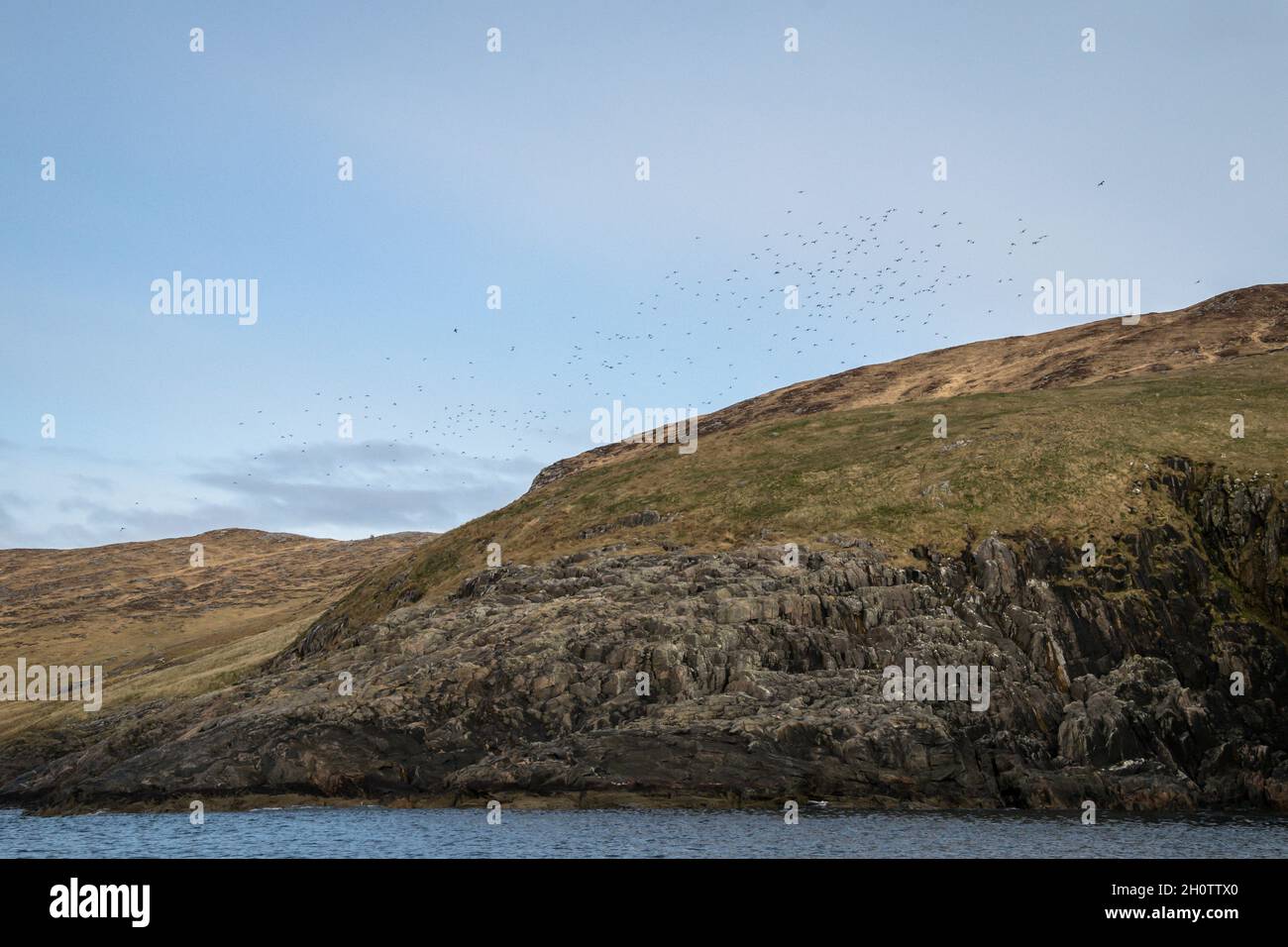Puffin flying of a clifftop hi-res stock photography and images - Alamy