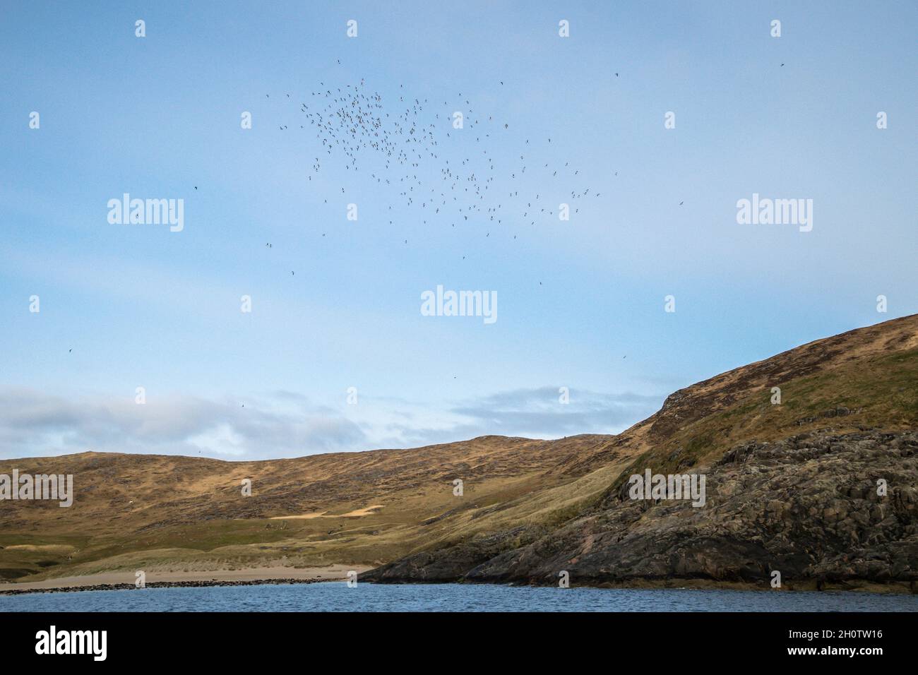 A large flock of puffins flying above the hillside of Mingulay, Outer ...