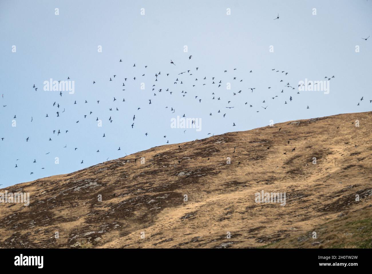 A large flock of puffins flying above the hillside of Mingulay, Outer ...