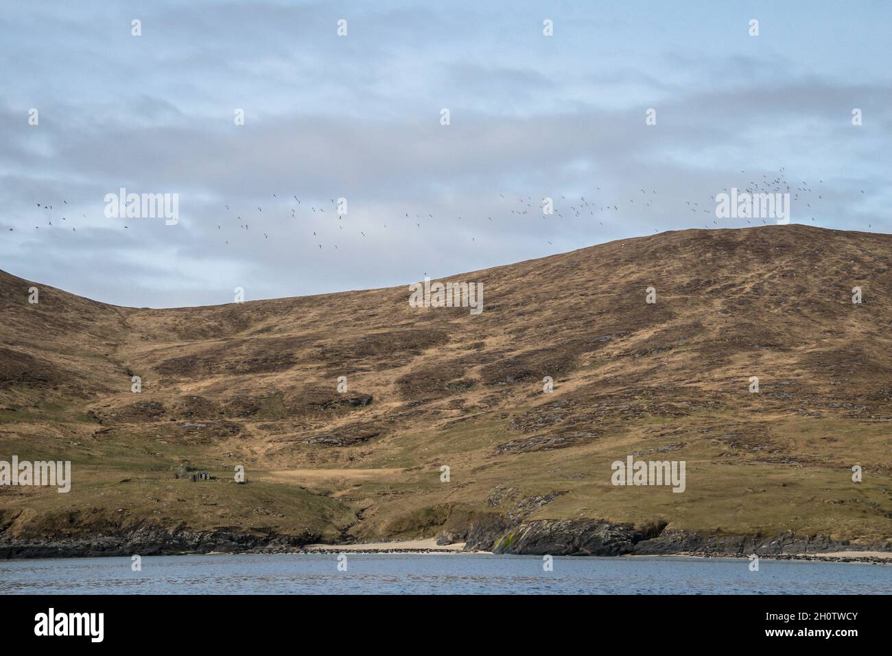A large flock of puffins flying above the hillside of Mingulay, Outer ...