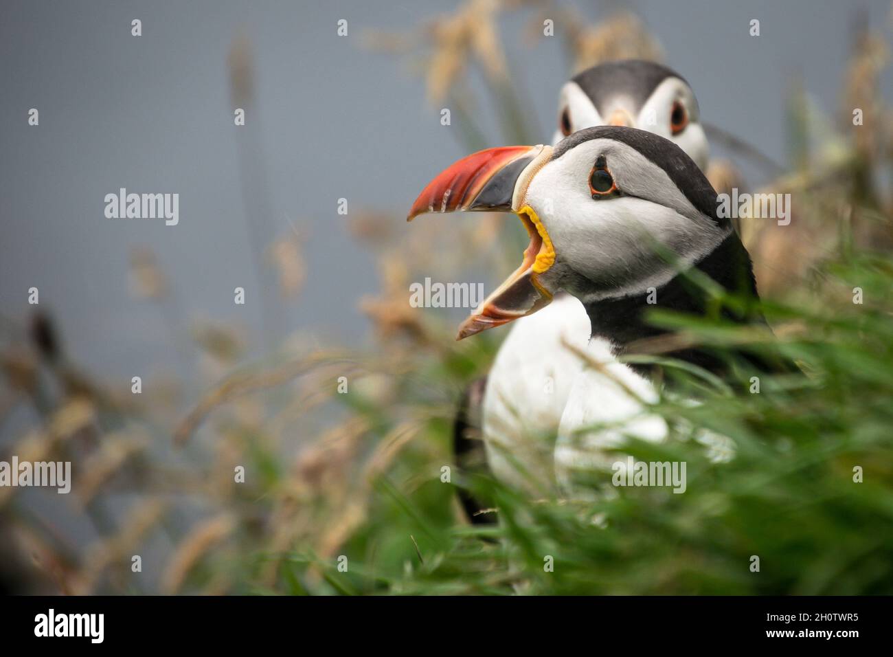 Atlantic puffin beak open hi-res stock photography and images - Alamy