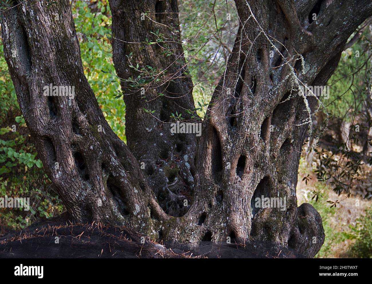 Thick old olive three with three stems in an orchard on Corfu, Greece ...
