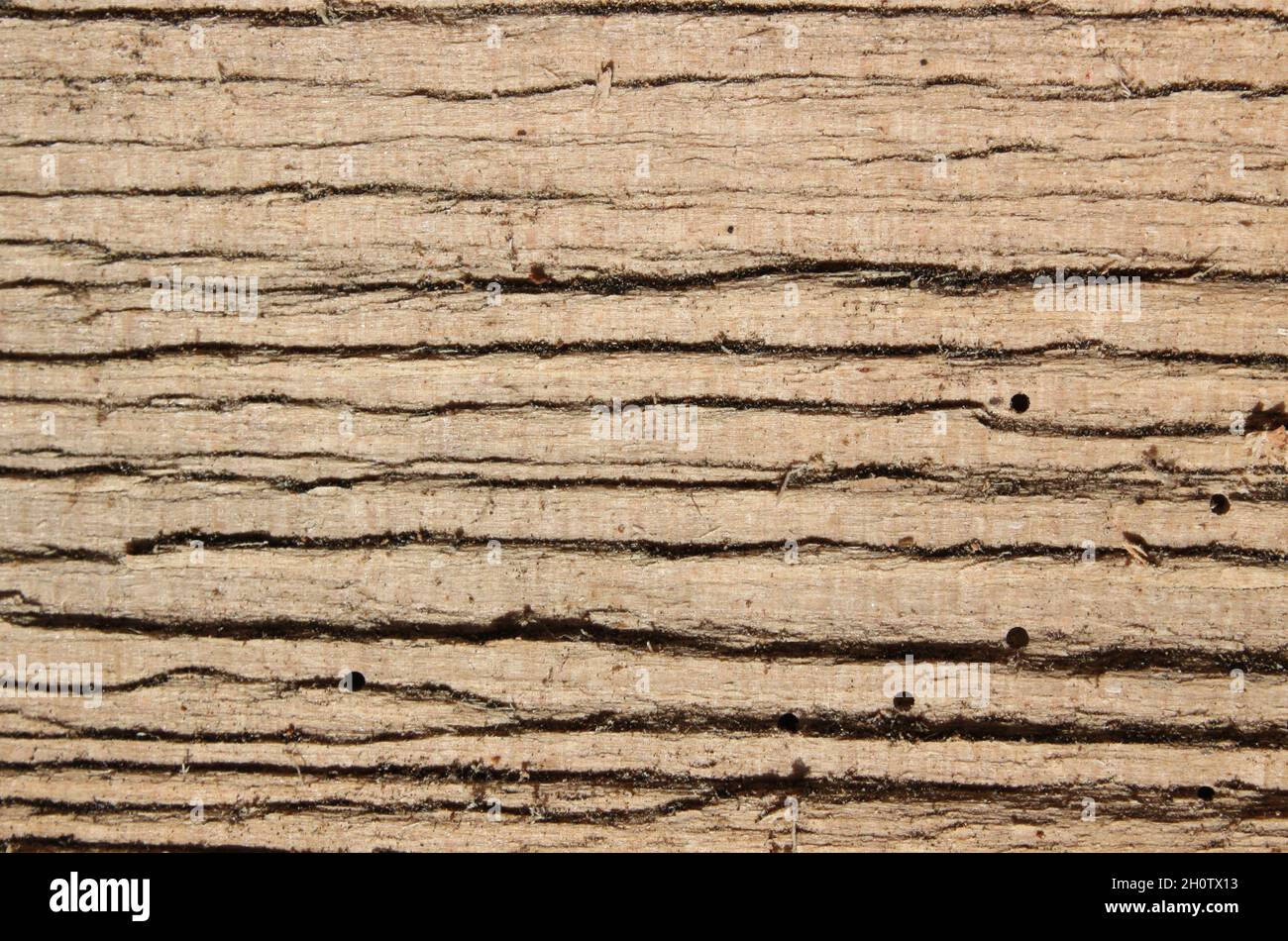 light wood with interesting grain Stock Photo - Alamy