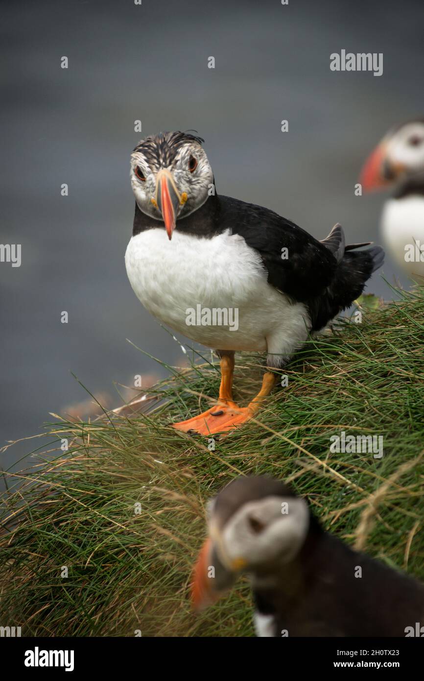 Puffin with an unusual speckled face stood on a grassy cliff edge Stock ...