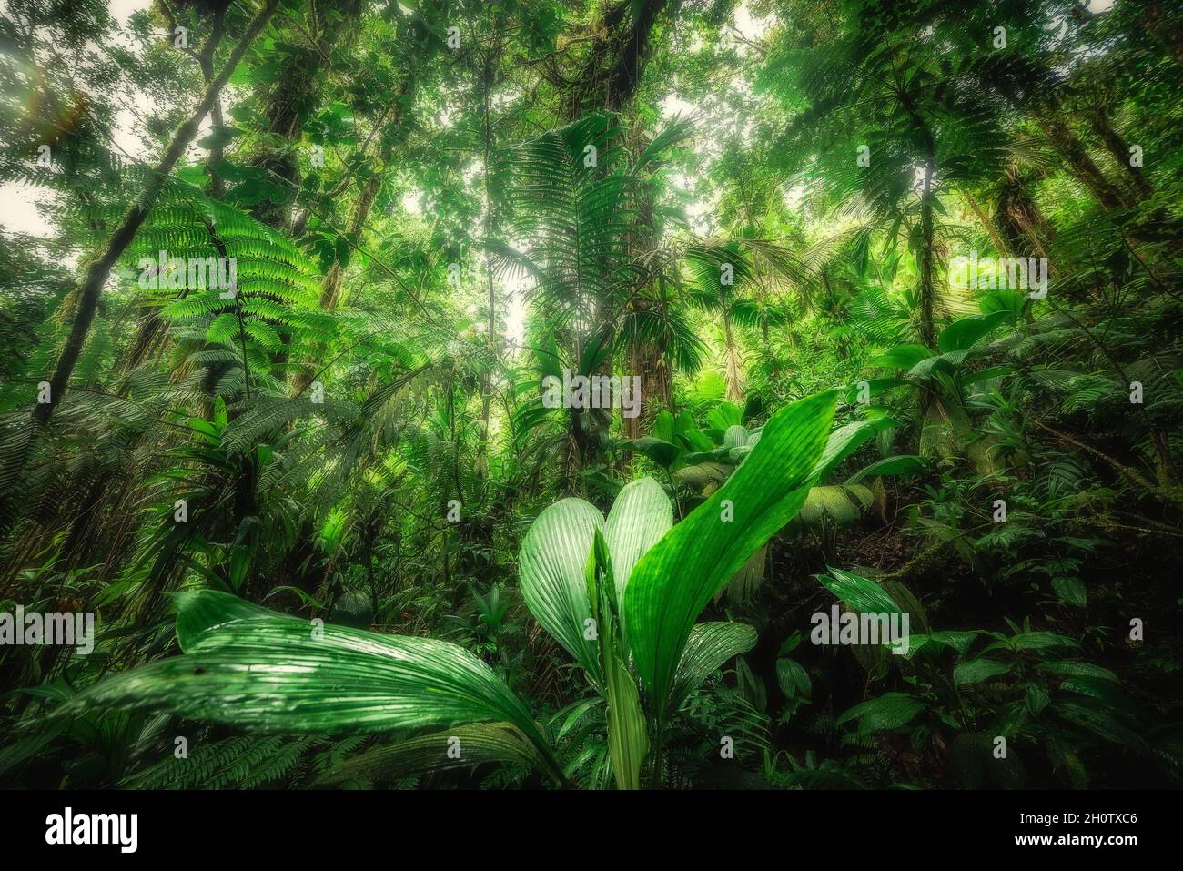 Thick vegetation in Basse Terre jungle. Guadeloupe, Caribbean Stock ...
