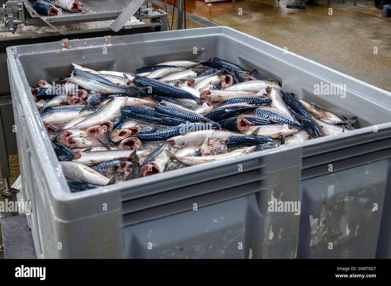 Headless and gutted mackerel. Fresh sea fish, prepared for processing ...