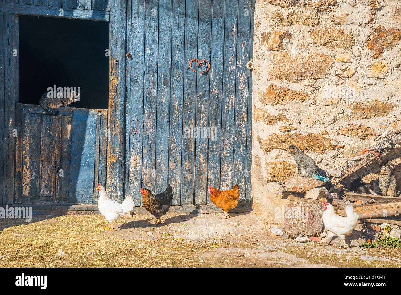 Three cats and four hens in a farmyard Stock Photo - Alamy