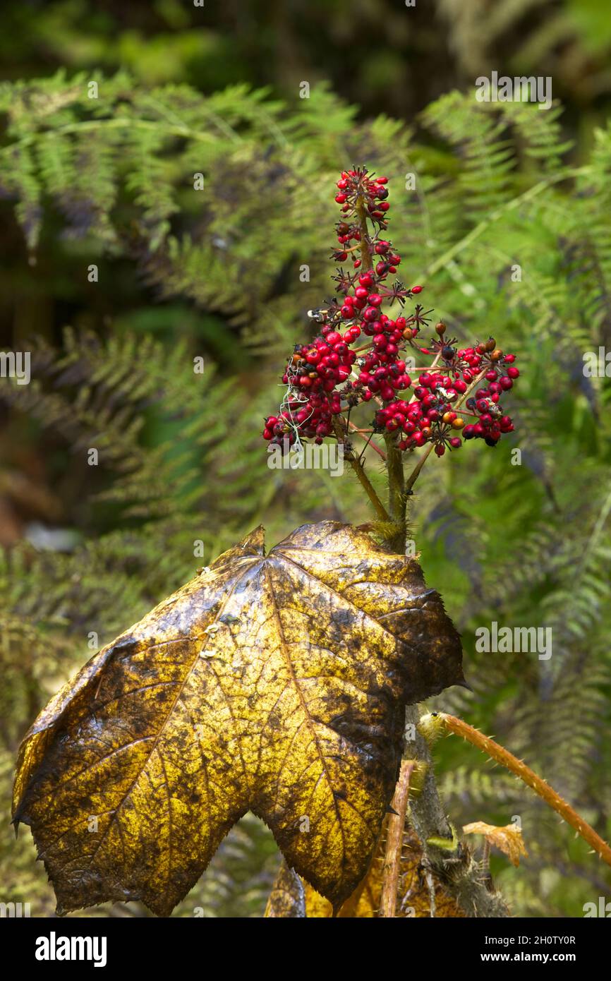 A close up of wild red berries in a cluster and large yellow leaves in ...
