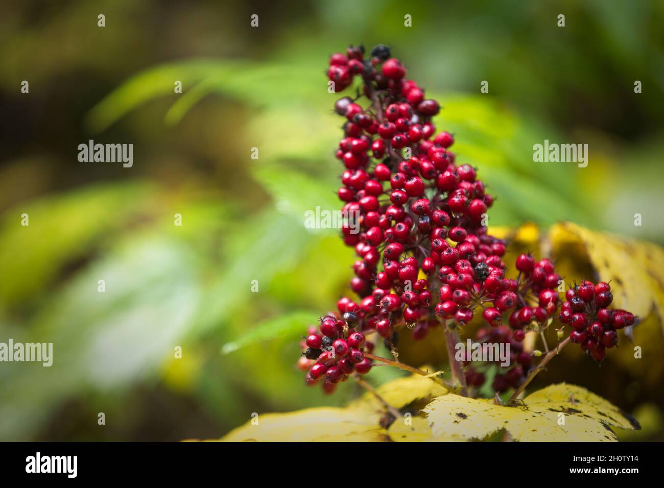 A close up of wild red berries in a cluster and large yellow leaves in ...