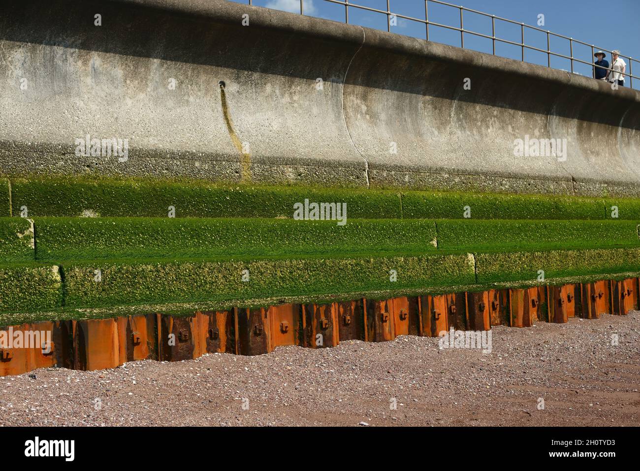 Green slime on the steps and steel sheet piles along the Teignmouth ...