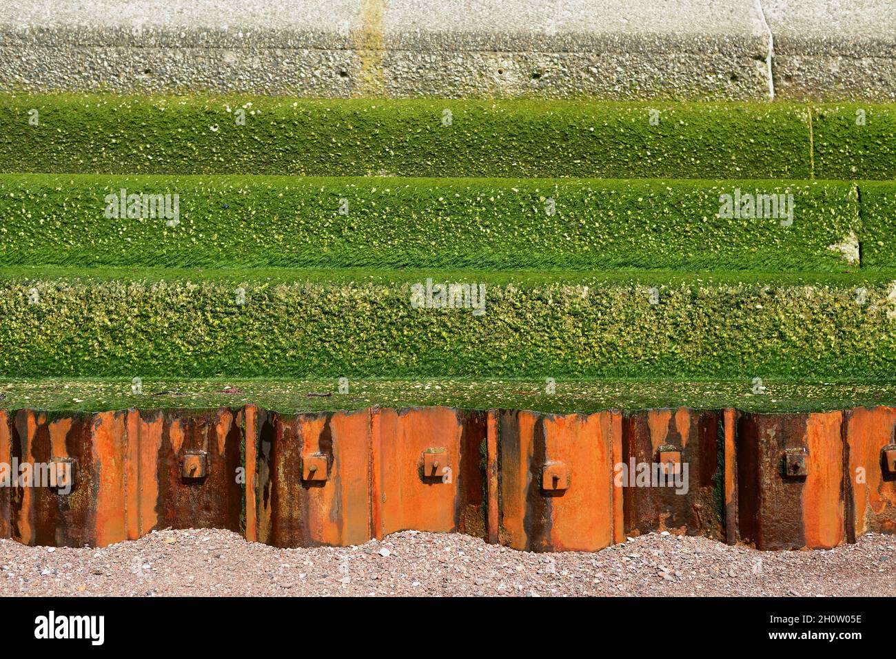Green slime on the steps and steel sheet piles along the Teignmouth ...