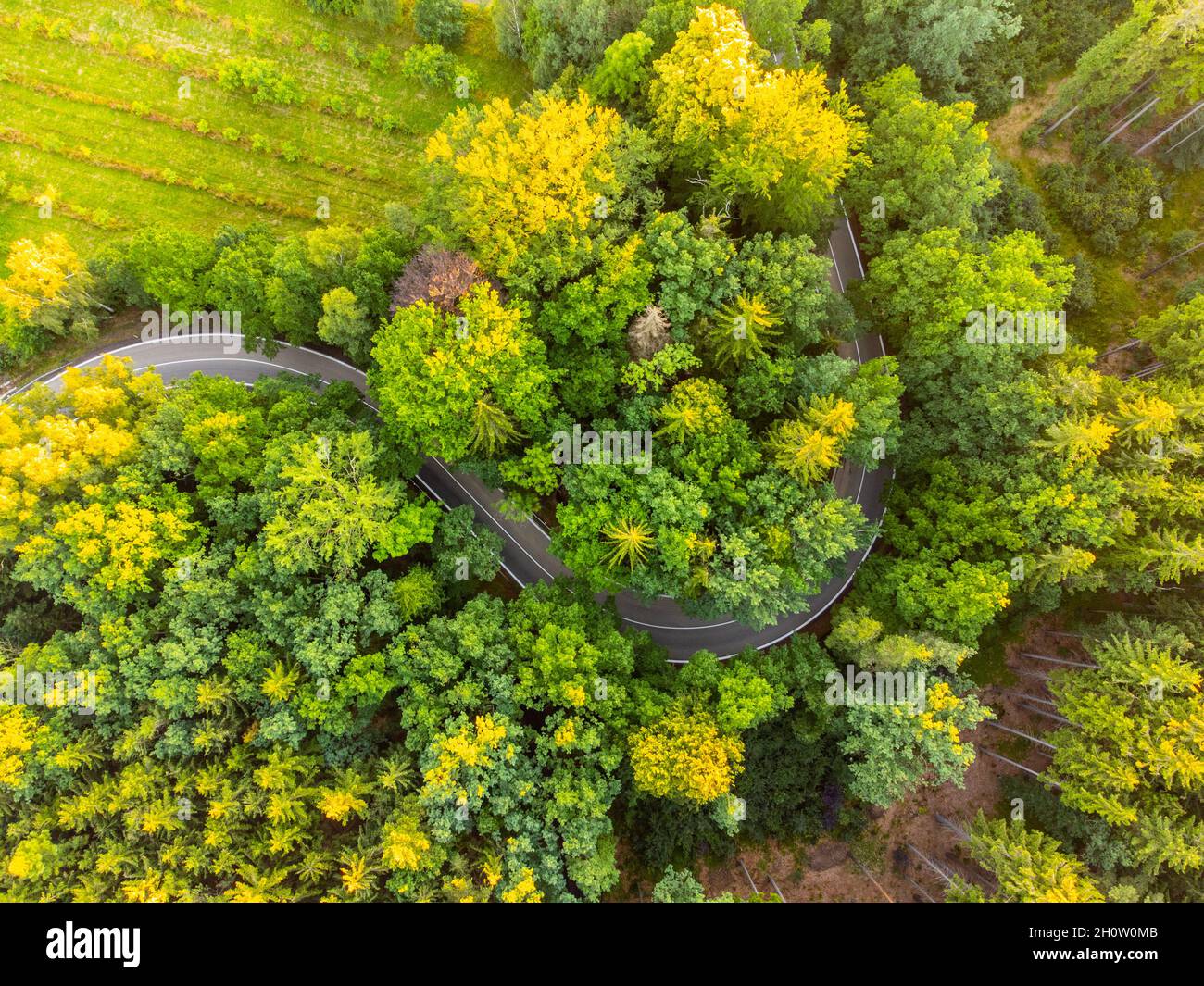 Snake high in tree hi-res stock photography and images - Alamy