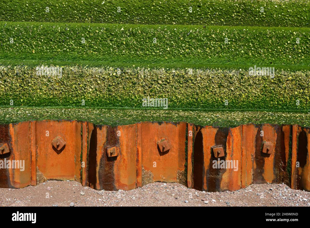 Green slime on the steps and steel sheet piles along the Teignmouth ...