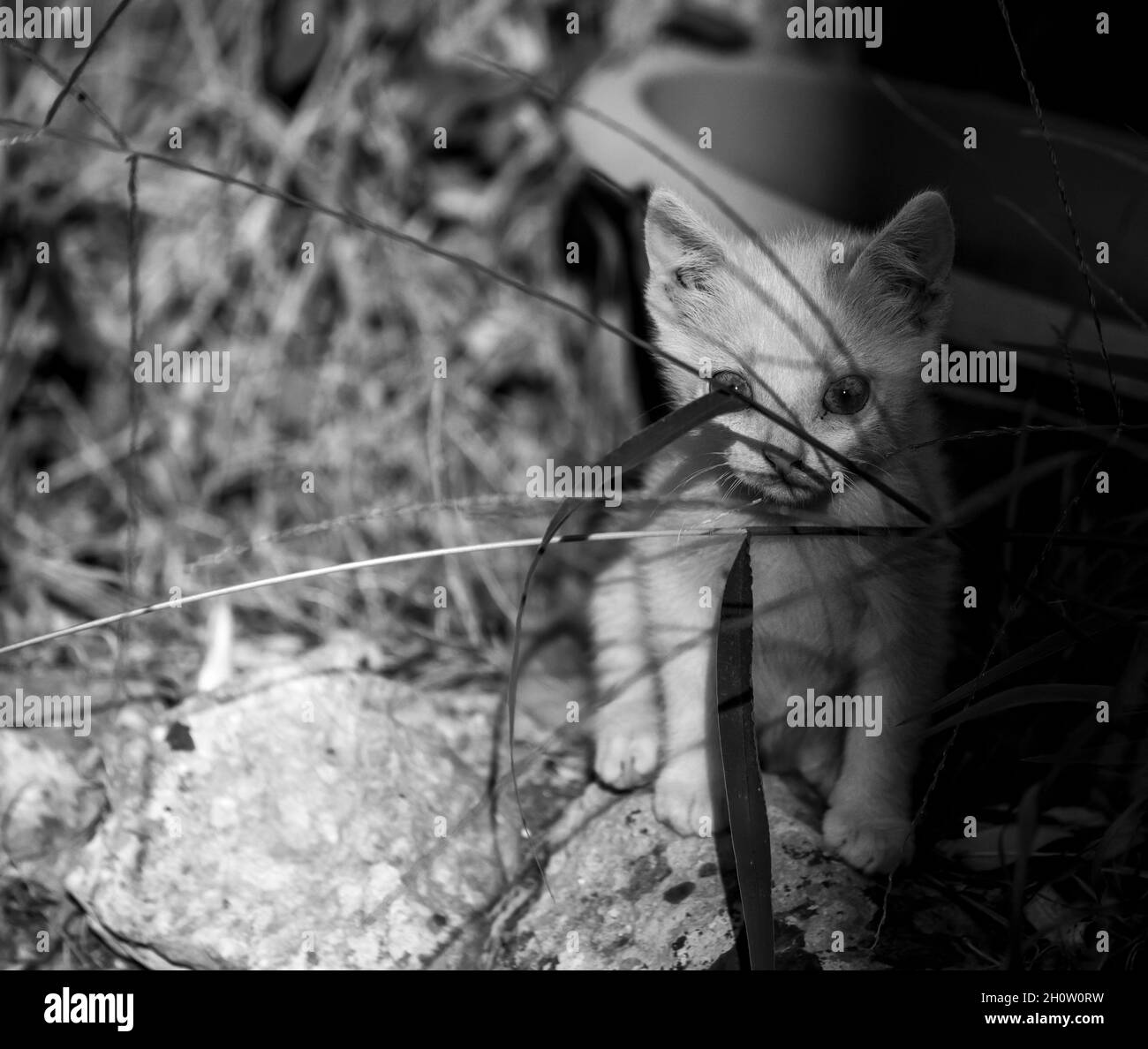 Kitten on rock Black and White Stock Photos & Images - Alamy