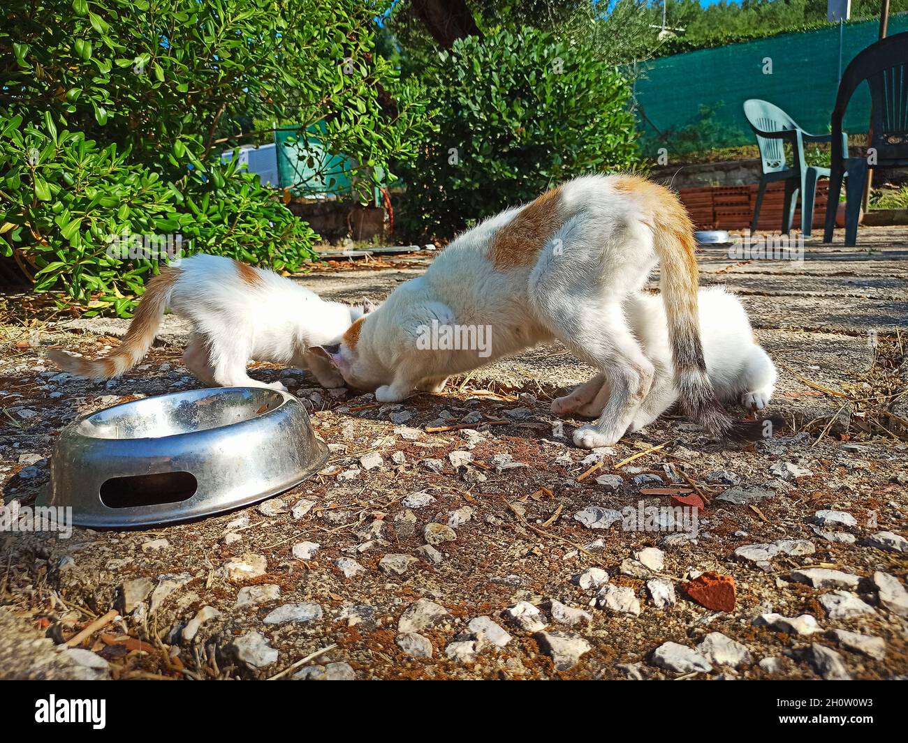 Cats eating in a home yard seen from the ground Stock Photo - Alamy