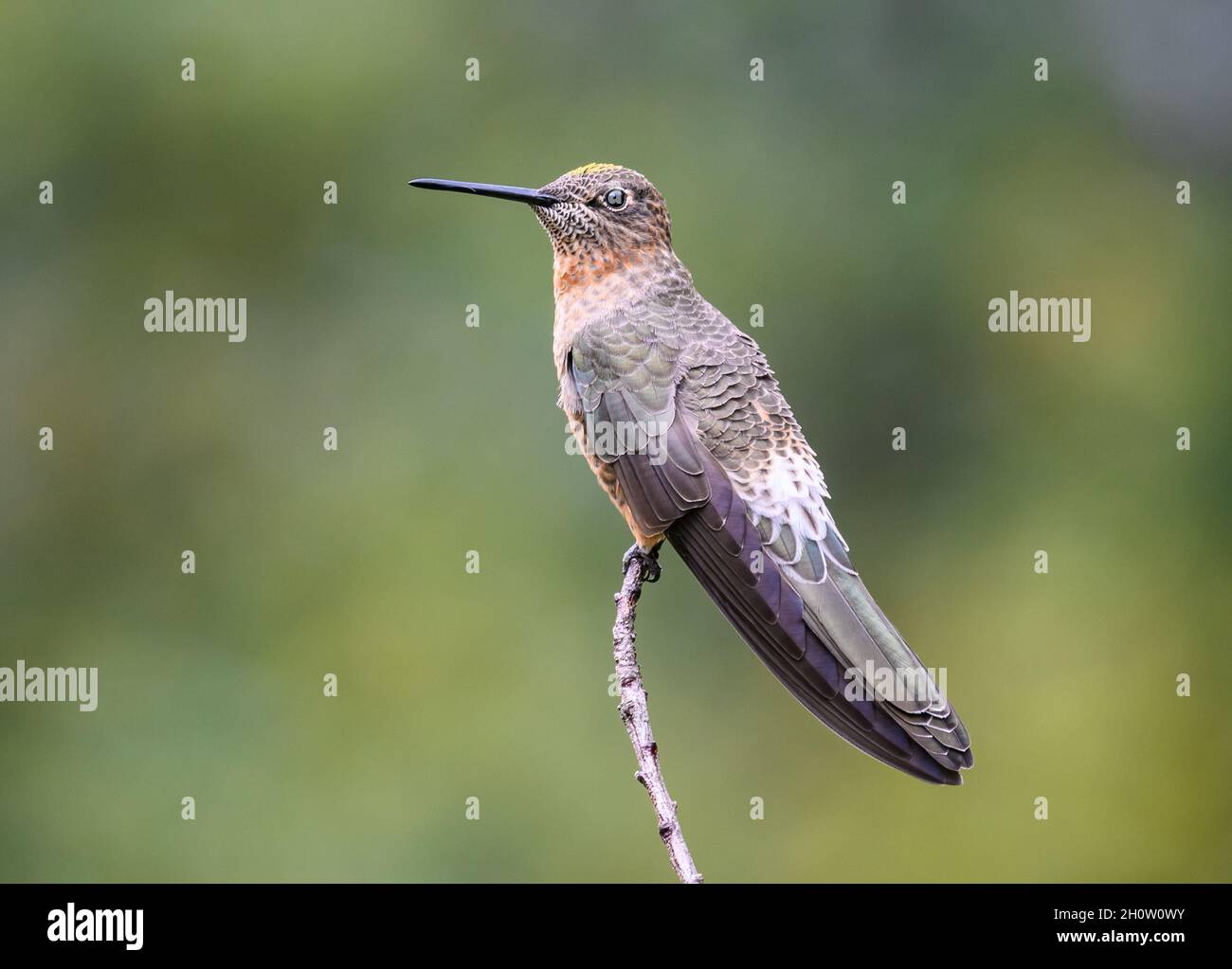 Bird wild wildlife hummingbird hi-res stock photography and images - Alamy