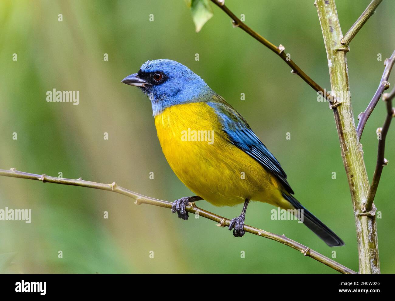 Blue and yellow tanager hi-res stock photography and images - Alamy