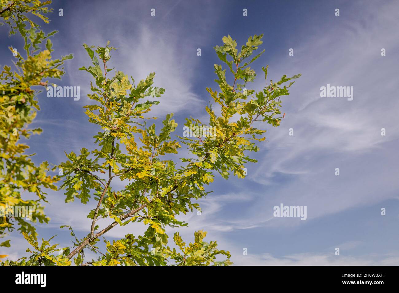 Close up of branches and leaves of a Pedunculate Oak, quercus robur, in ...