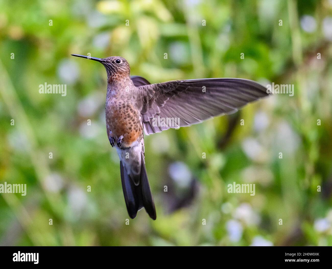 Giant Hummingbird
