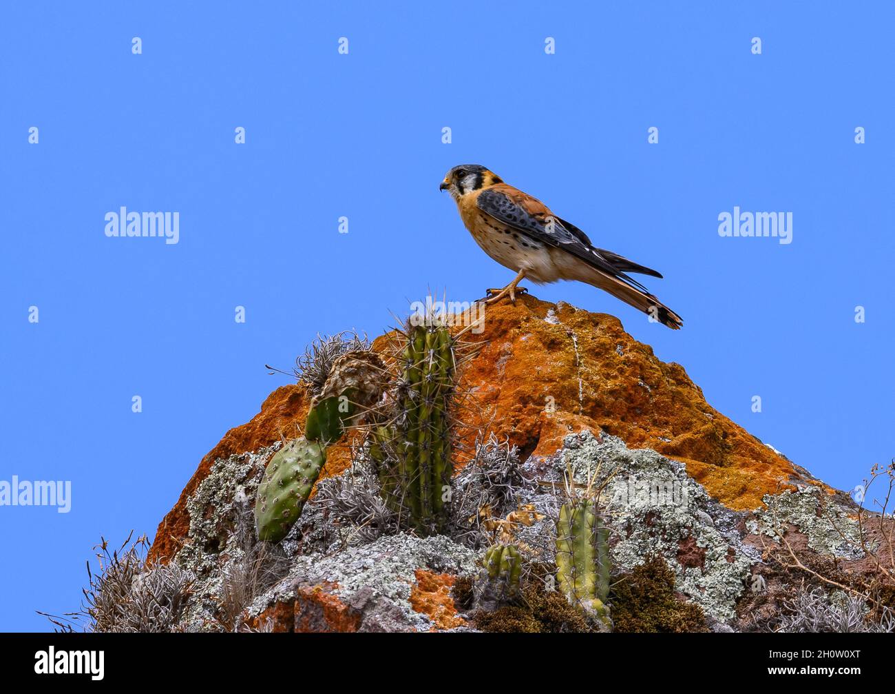 Falco sparverius hi-res stock photography and images - Alamy