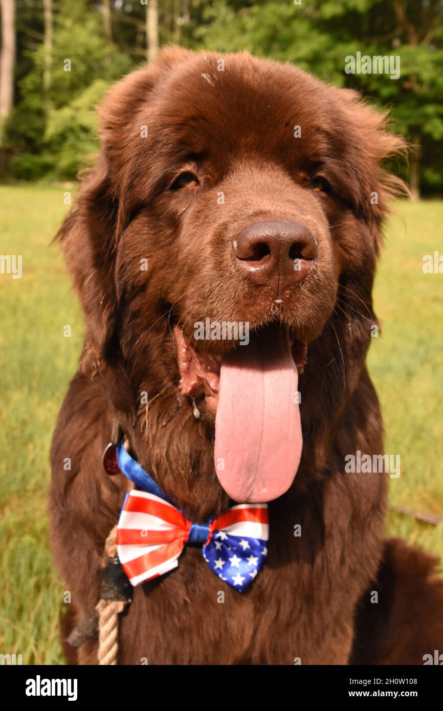 Newfoundland teddy bear hi-res stock photography and images - Alamy