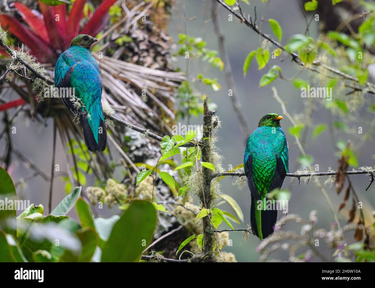 Female quetzal hi-res stock photography and images - Alamy
