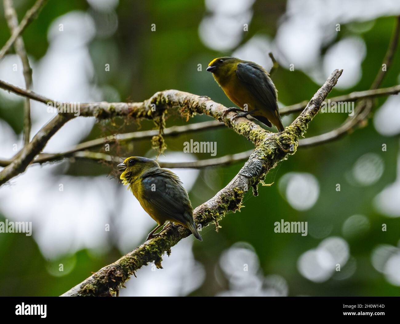 Bronze green euphonia hi-res stock photography and images - Alamy