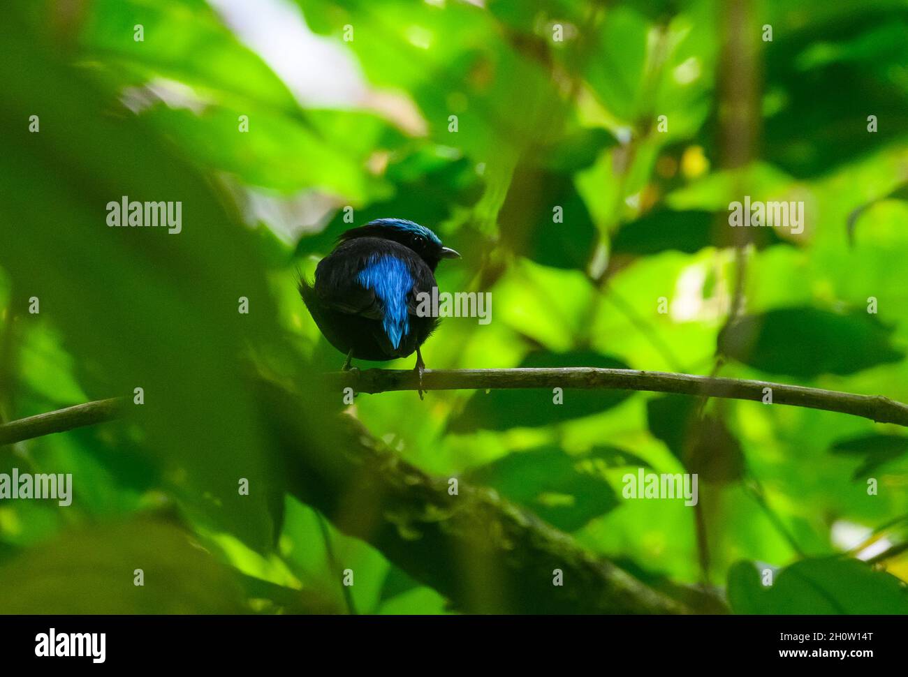 Manakin bird hi-res stock photography and images - Alamy