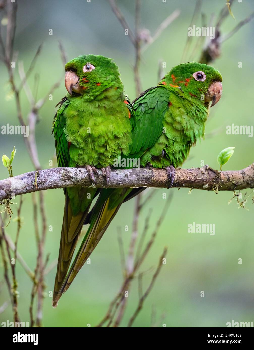 White-eyed Parakeets (Psittacara leucophthalmus) perched on a tree ...