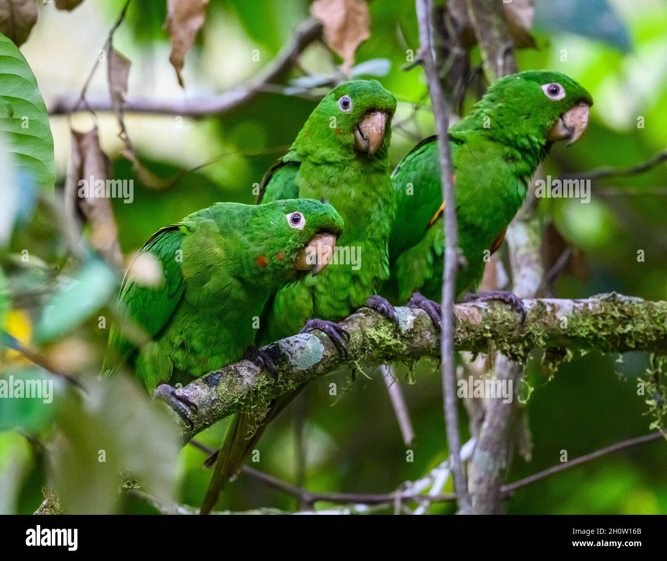 White-eyed Parakeets (Psittacara leucophthalmus) perched on a tree ...