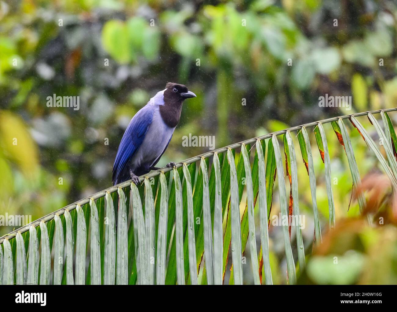 Cyanocorax violaceus hi-res stock photography and images - Alamy