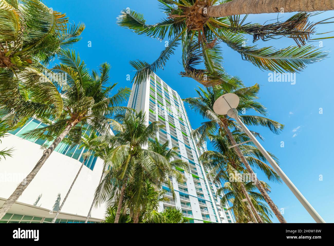 Skyscrapers and palm trees in downtown Miami, USA Stock Photo - Alamy