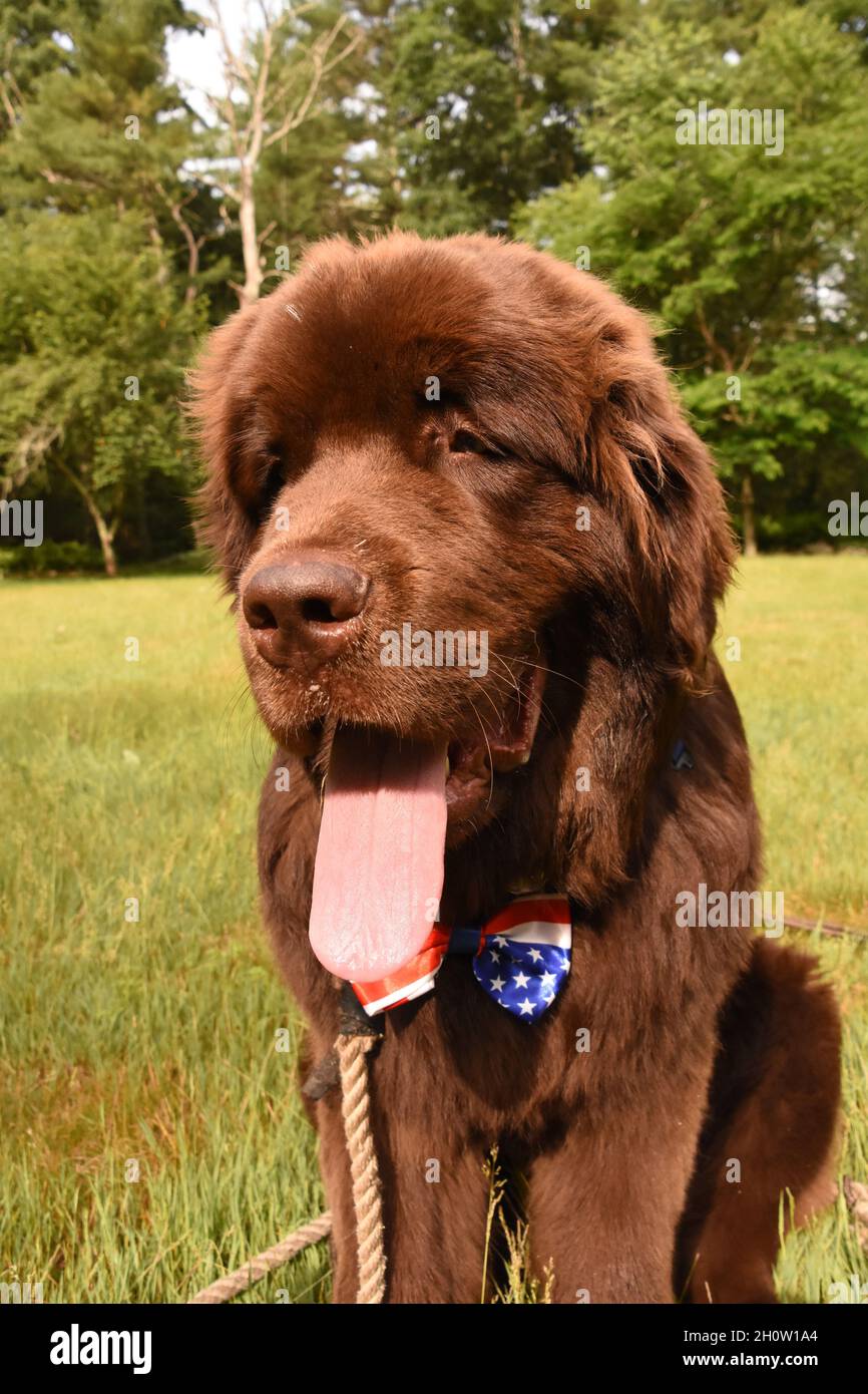 Newfoundland teddy bear hi-res stock photography and images - Alamy