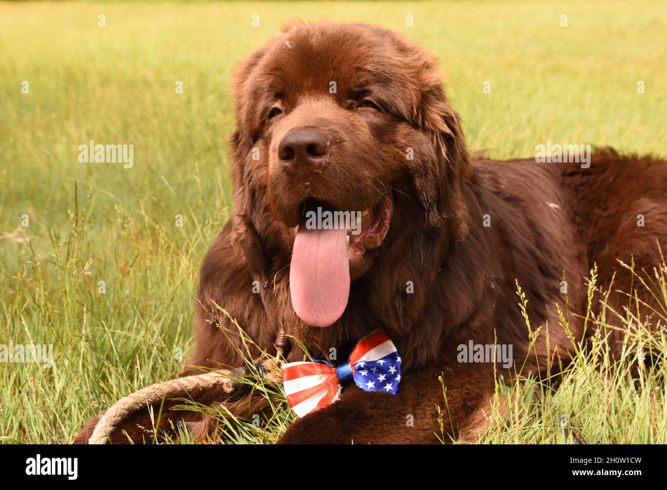 Newfoundland teddy bear hi-res stock photography and images - Alamy