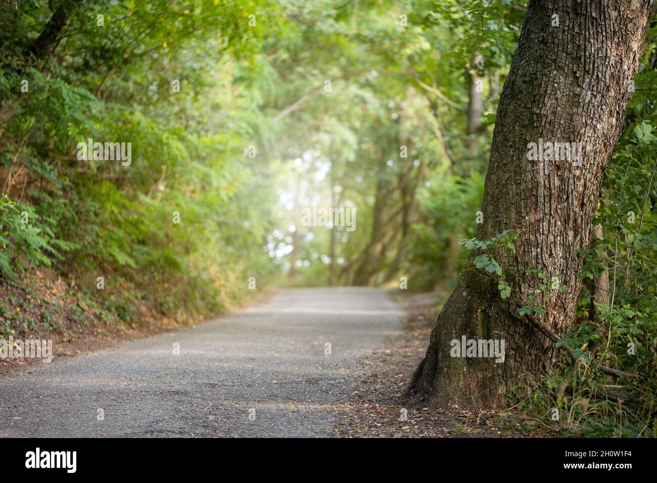 Asphalt way in forest with sunlight in background Stock Photo - Alamy