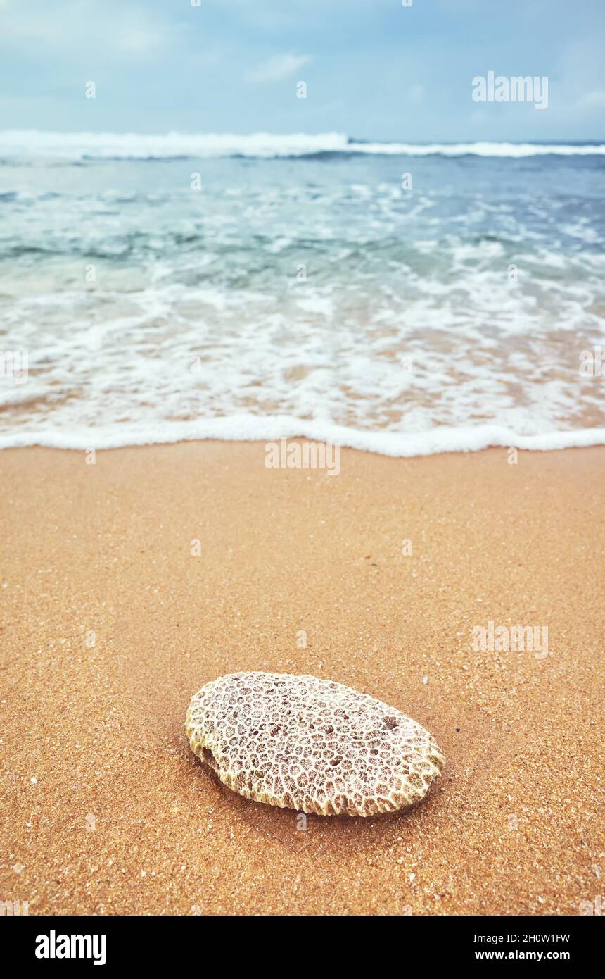 Coral sand beach hi-res stock photography and images - Alamy