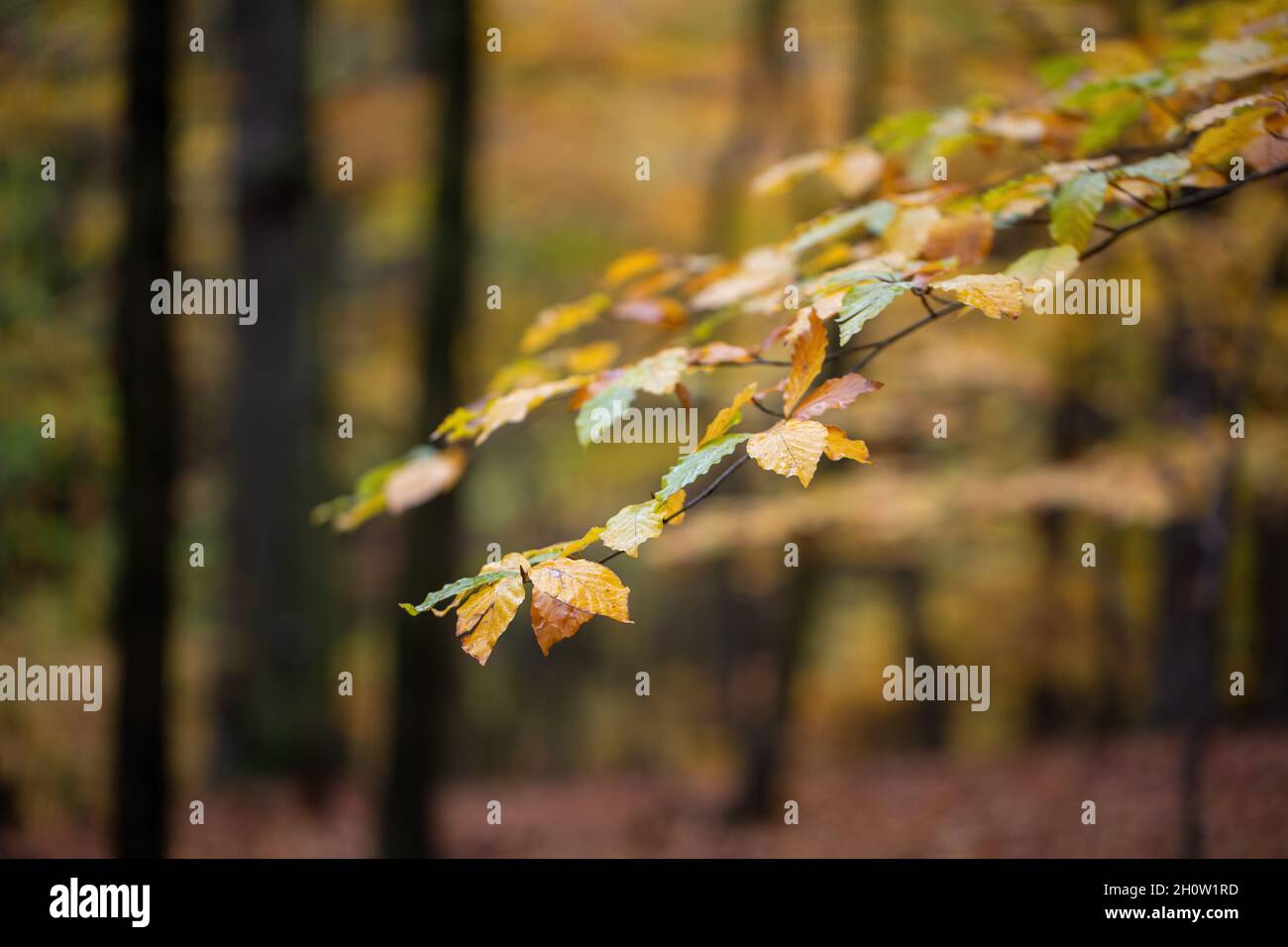 Hanging leaf bough hi-res stock photography and images - Alamy