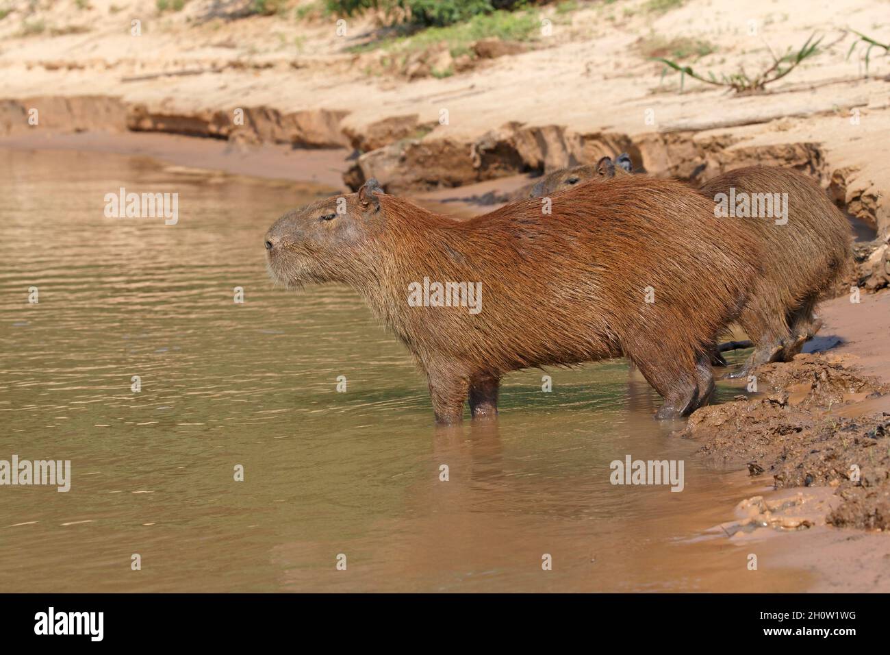 Capybara, Rio Cuiabà, Porto Jofrè, MT, Brazil, October 2017 Stock Photo ...