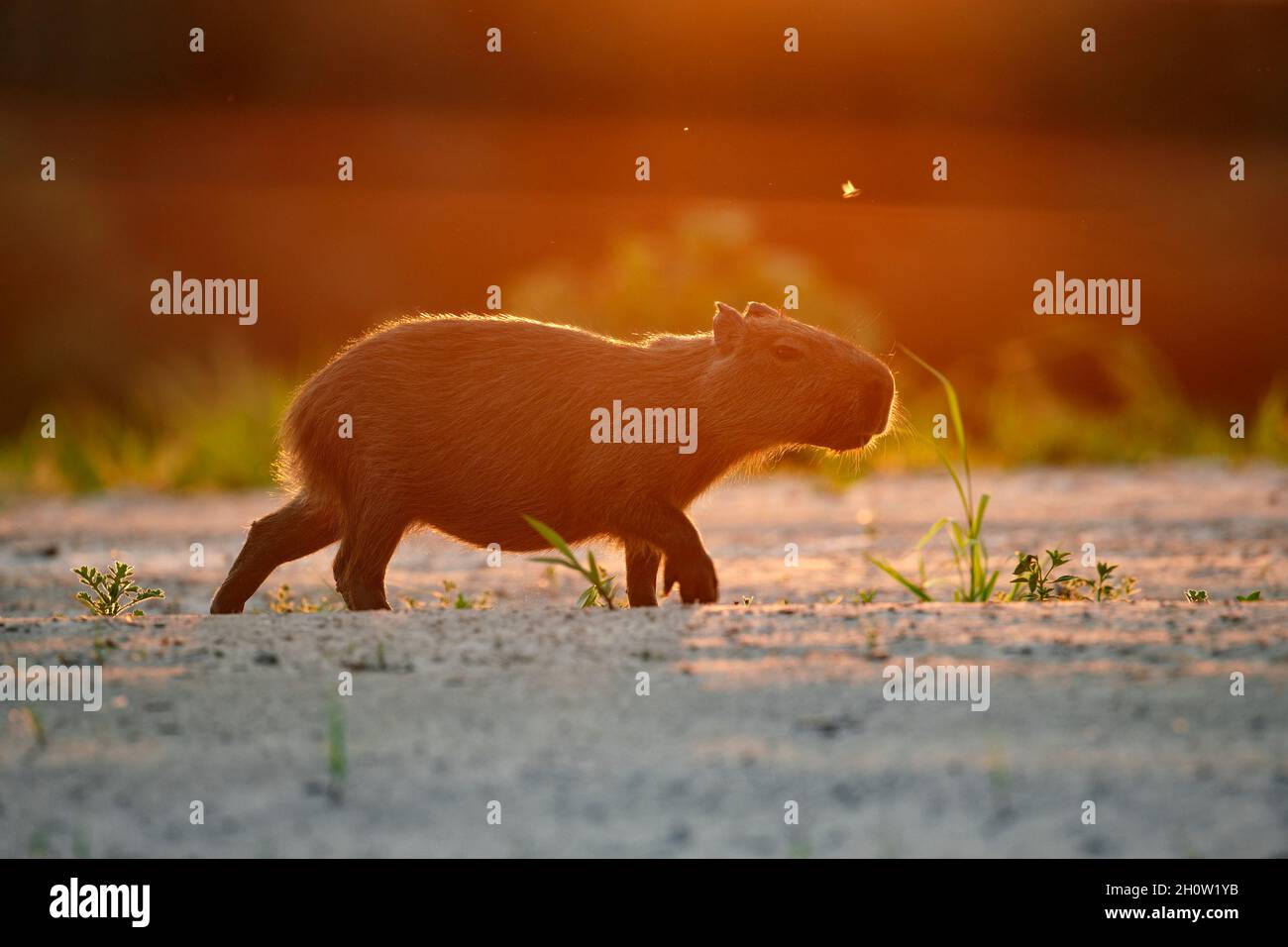 Capybara, Rio Cuiabà, Porto Jofrè, MT, Brazil, October 2017 Stock Photo ...