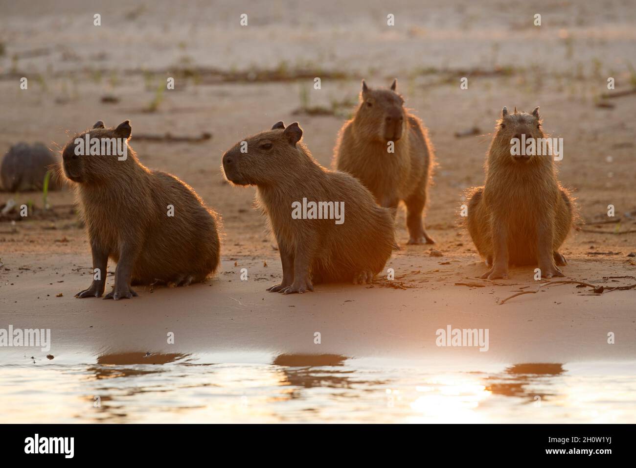 Capybara, Rio Cuiabà, Porto Jofrè, MT, Brazil, October 2017 Stock Photo ...