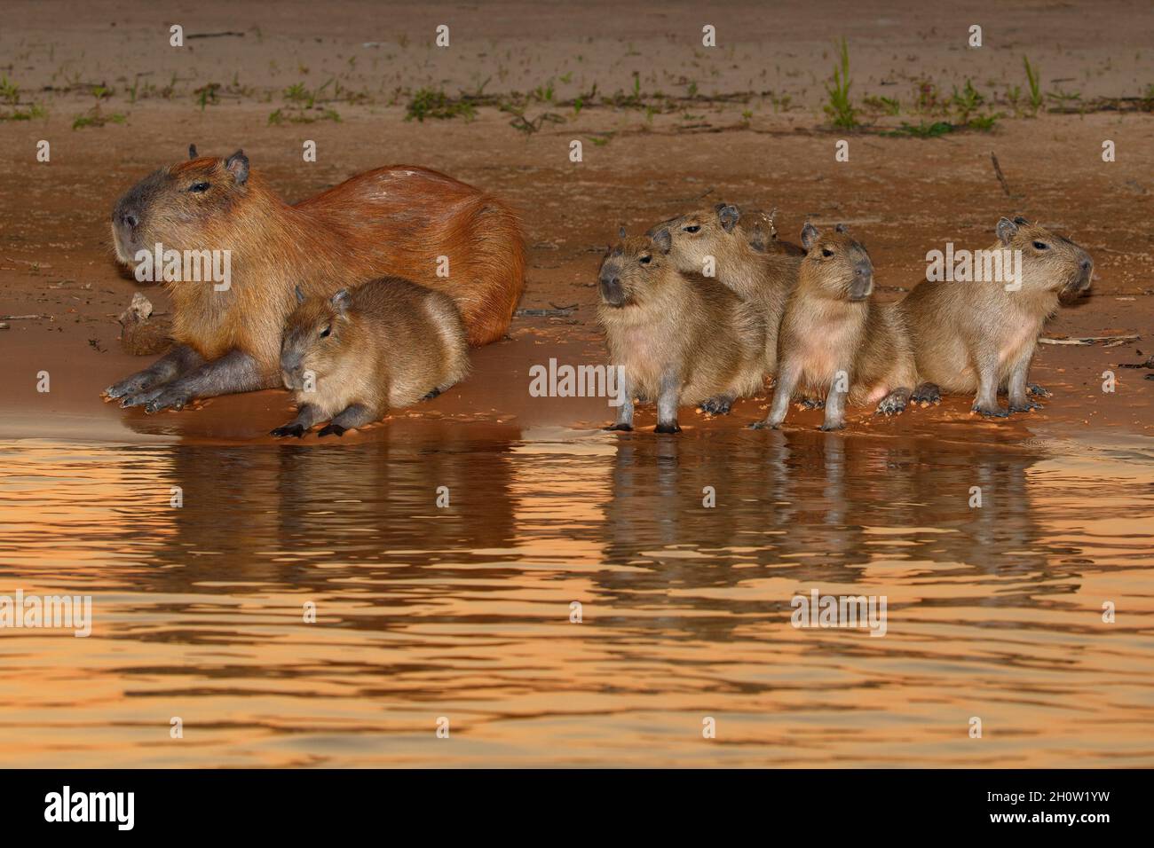 Capybara, Rio Cuiabà, Porto Jofrè, MT, Brazil, October 2017 Stock Photo ...