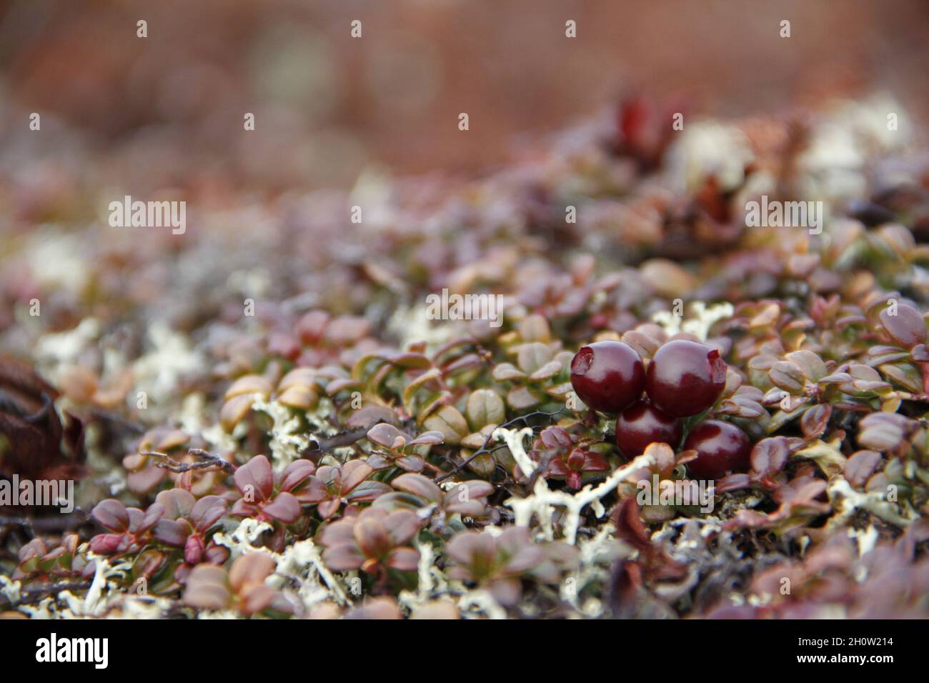 Arctic fall colours hi-res stock photography and images - Alamy