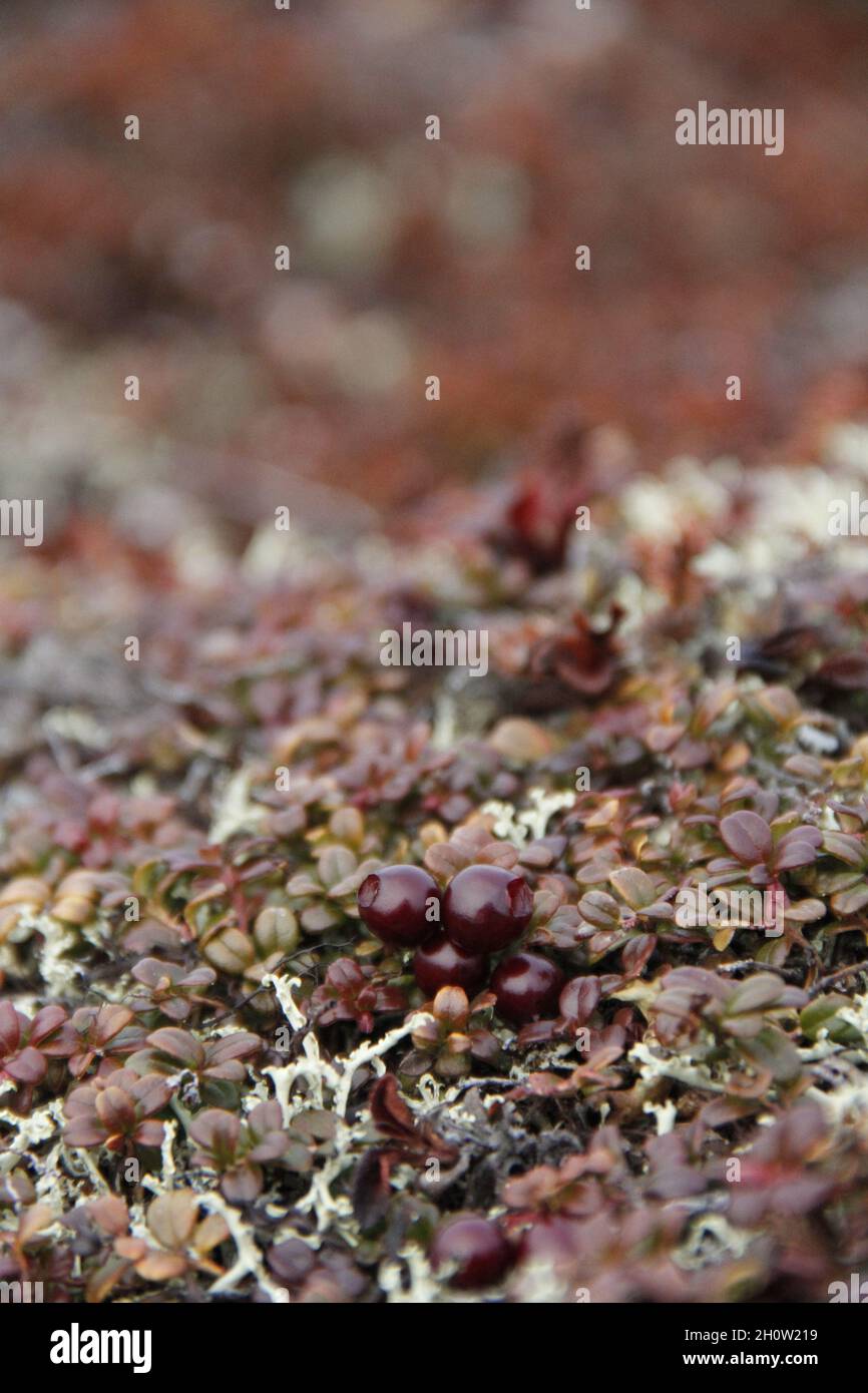 Arctic tundra berries hi-res stock photography and images - Alamy