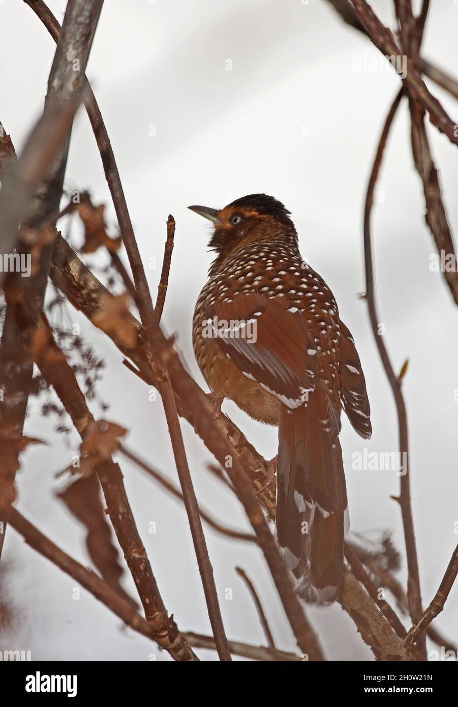 Spotted Laughingthrush (Garrulax ocellatus ocellatus) adult perched in ...