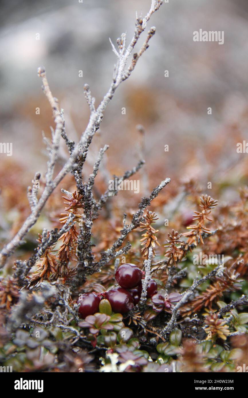 Arctic fall colours hi-res stock photography and images - Alamy