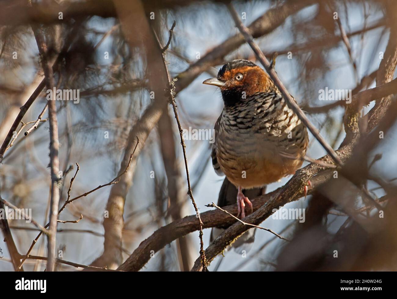 Spotted Laughingthrush (Garrulax ocellatus ocellatus) adult perched in ...